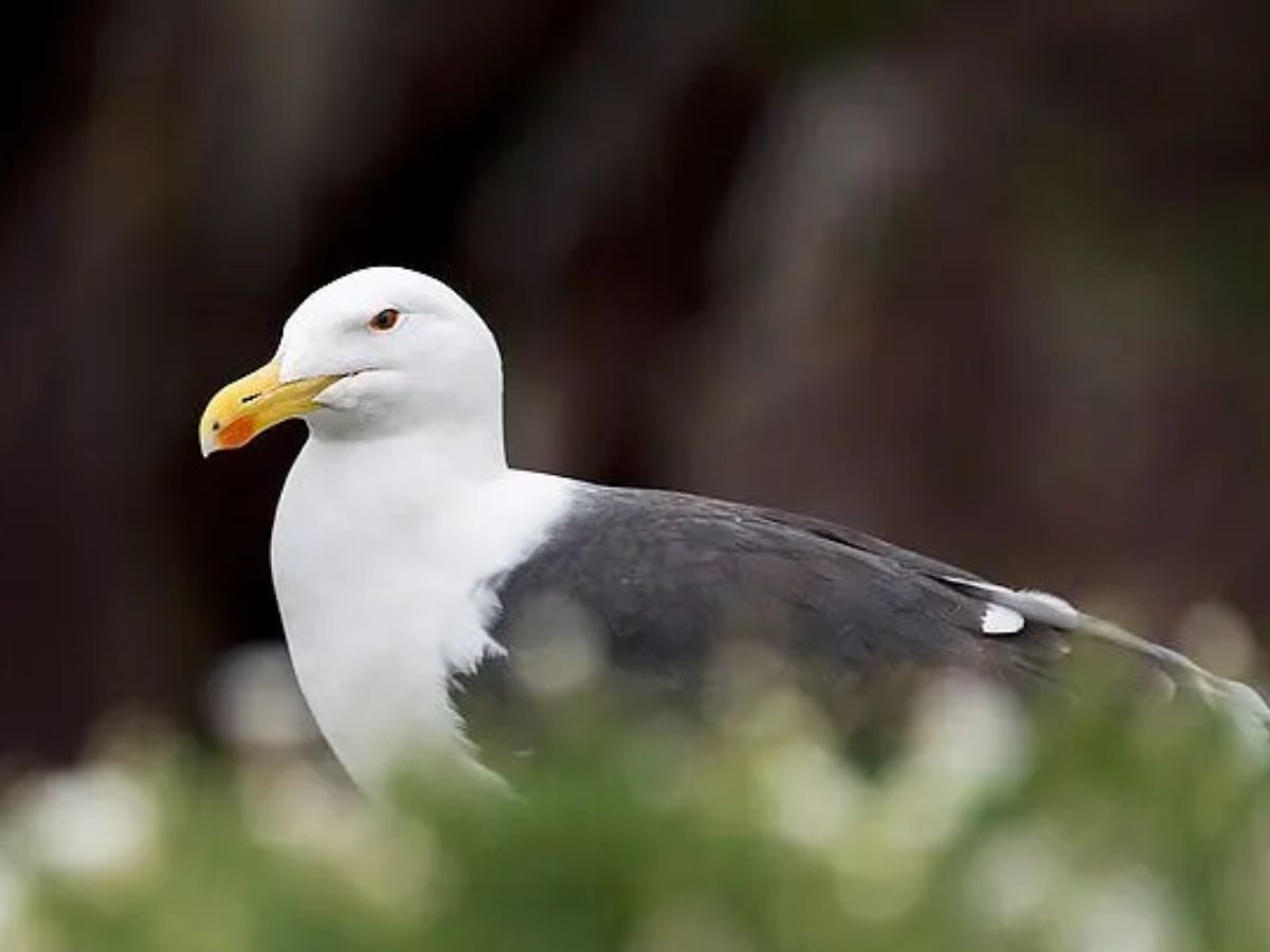 Seagull Stuns Internet by Swallowing a Live Rabbit—Unbelievable Video ...