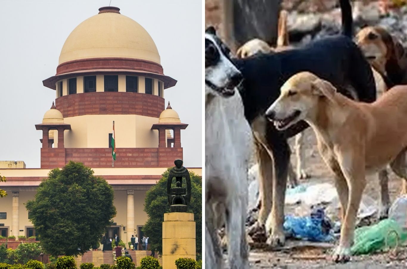 Tired Of Stray Dogs? Supreme Court Issues Strict Directives For Public ...