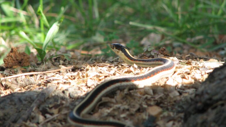 How to Identify Snake Holes (Burrows) in Your Backyard - PUNE PULSE