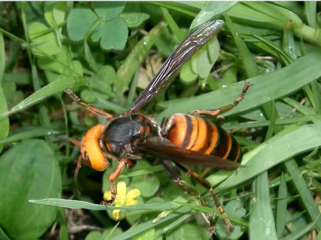 World’s Largest Wasp: A Giant Insect With a Sting That Can Be Deadly to ...