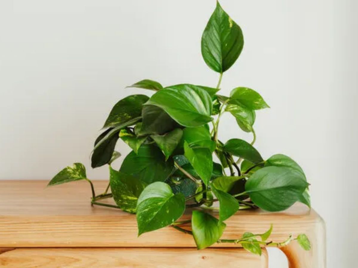 5 Desk Plants That Bring Joy, Focus, and Prosperity to Your Everyday ...