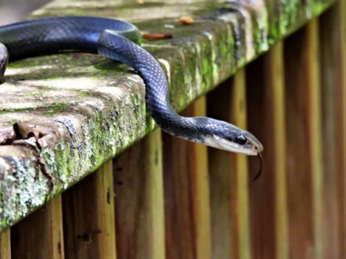 5 Common Garden Snakes You Should Know—Friends or Foes? - PUNE PULSE