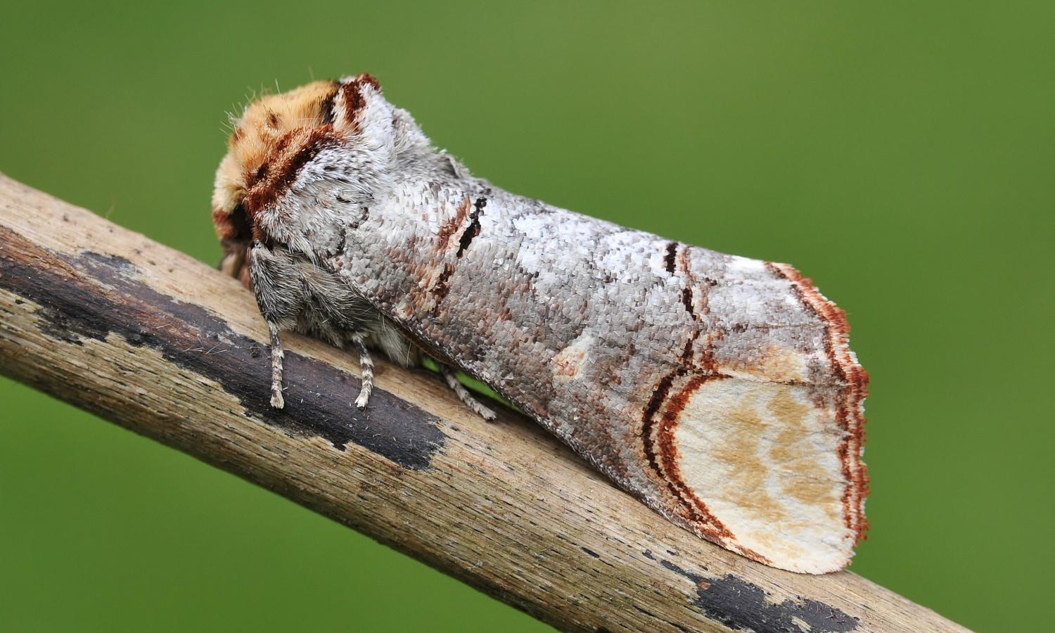 Nature’s Master of Disguise: The Incredible Buff Tip Moth - PUNE PULSE