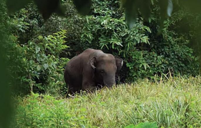 Watch Video: Three States Unite for ‘Jumbo Mission’ to Rescue Lone ...