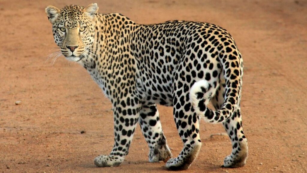 Nashik Leopard Panic: Four-Hour Chase Leaves Five Injured, Forest ...