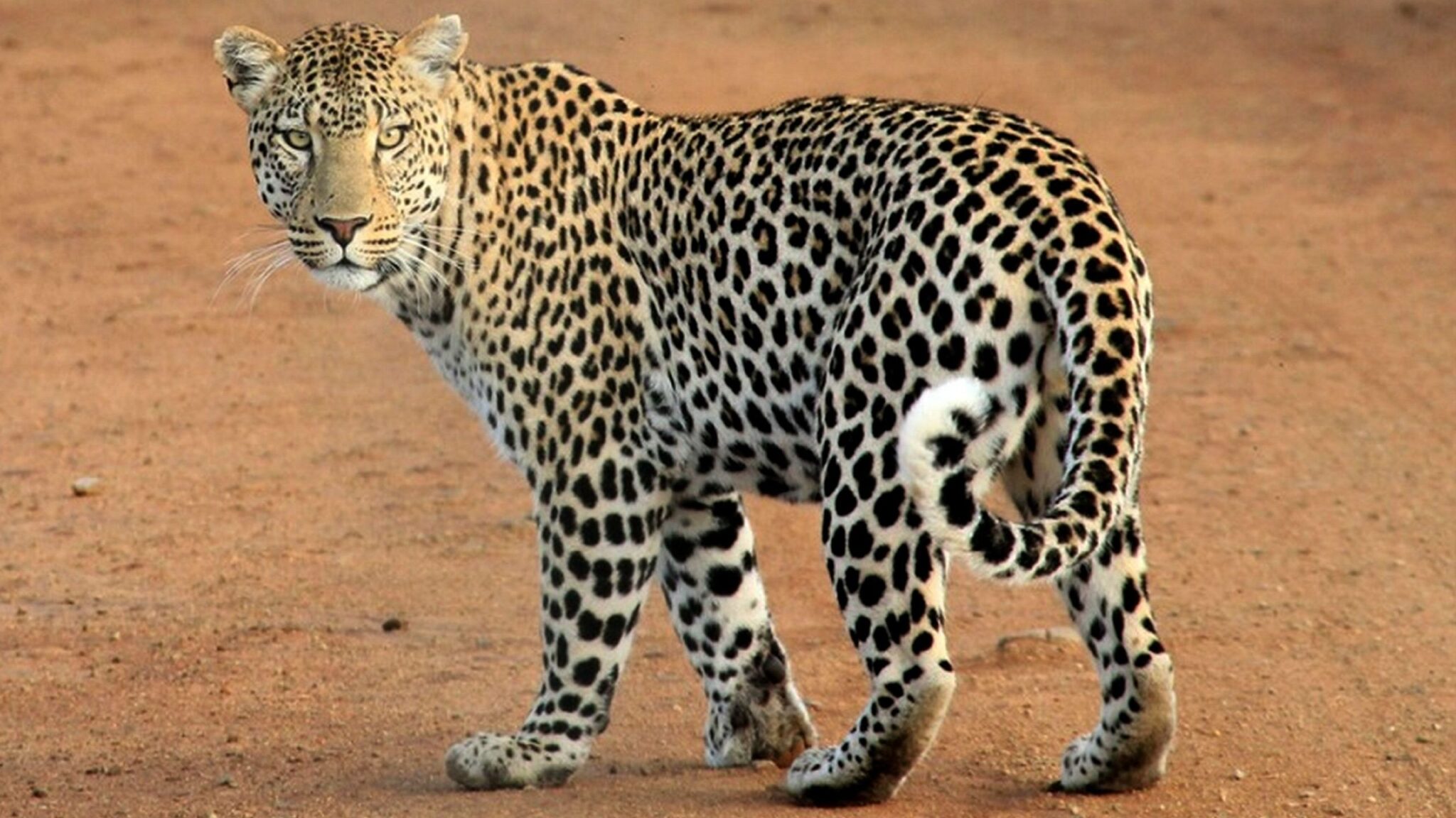 Nashik Leopard Panic: Four-Hour Chase Leaves Five Injured, Forest ...