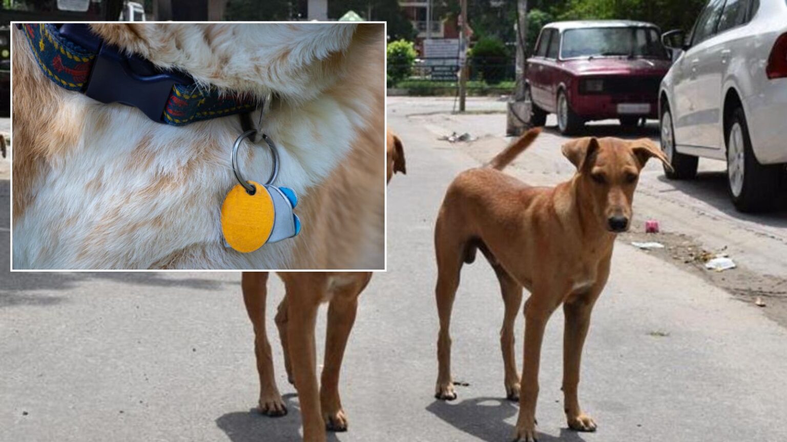 Pune: PMC Starts Pilot Project To Implant RFID Microchips In Stray Dogs ...
