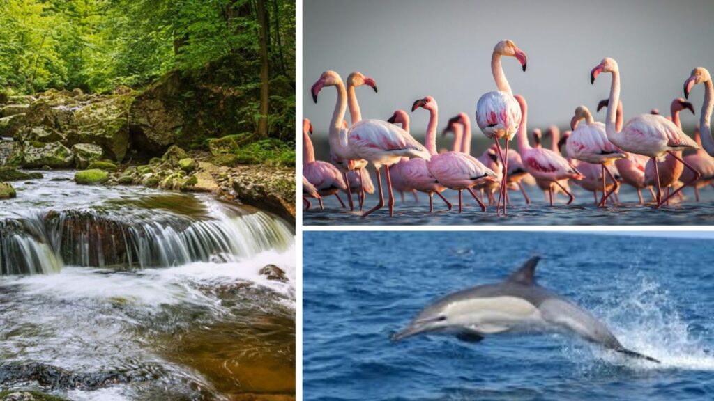 Wildlife Sanctuaries Near Pune: Unforgettable Encounters with Flora ...