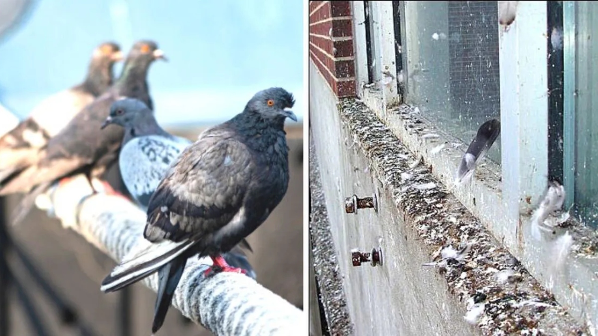 Experiencing Distress because of Pigeons Nesting and Droppings: 5 ...