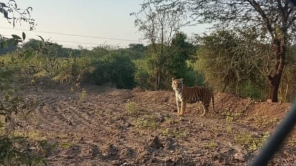Pune: Forest Department Confirms Viral Tiger Photo From Junnar Is AI ...