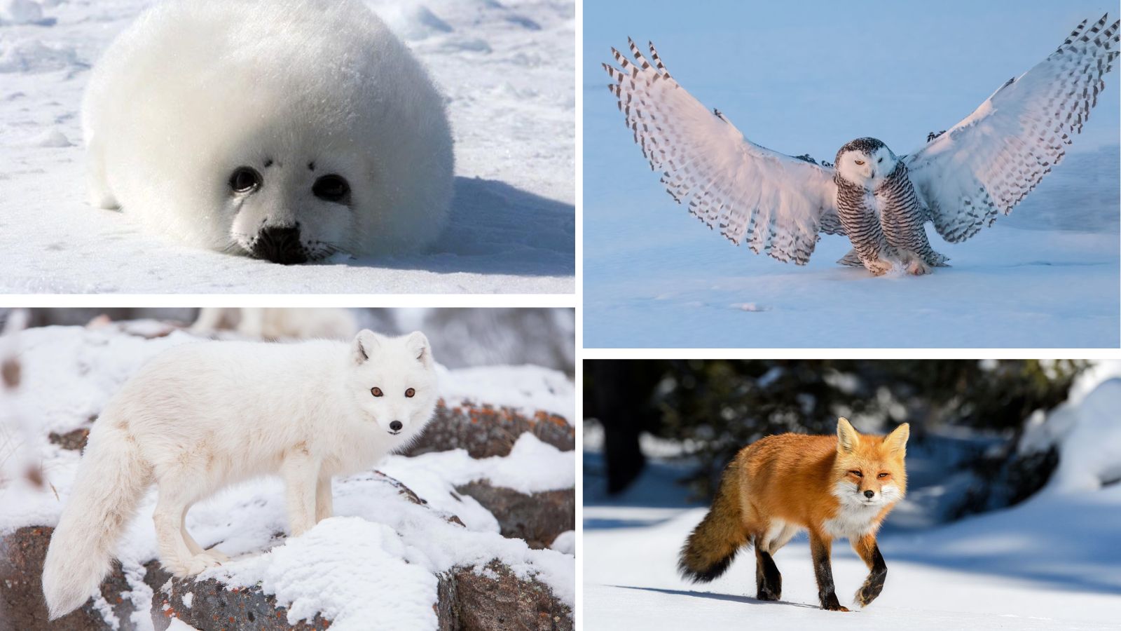 5 Rare Animals You Can Mostly See Only During Winter - PUNE PULSE
