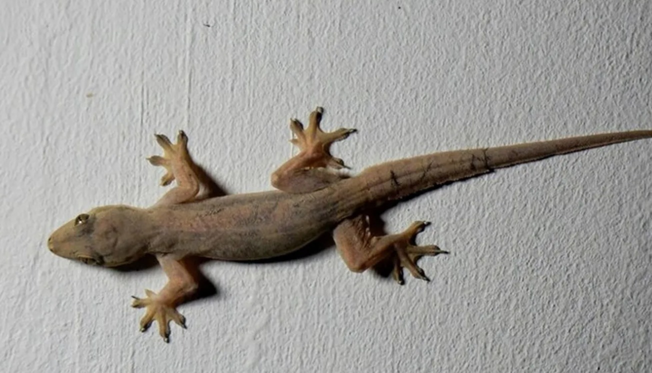 If a Lizard Bites You, Don’t Panic: Here’s What You Should Do - PUNE PULSE