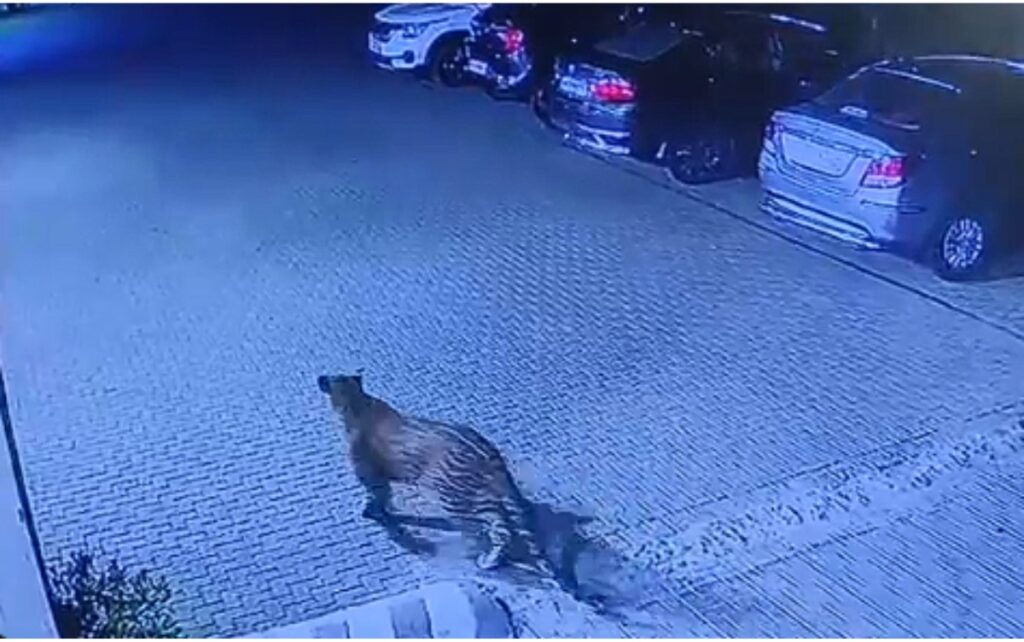 Pune Leopard Alert: Trap Cameras and Thermal Drones Deployed After CCTV ...