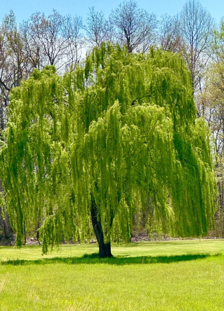 Avoid Planting These 7 Trees Near Your House to Prevent Costly Damage ...