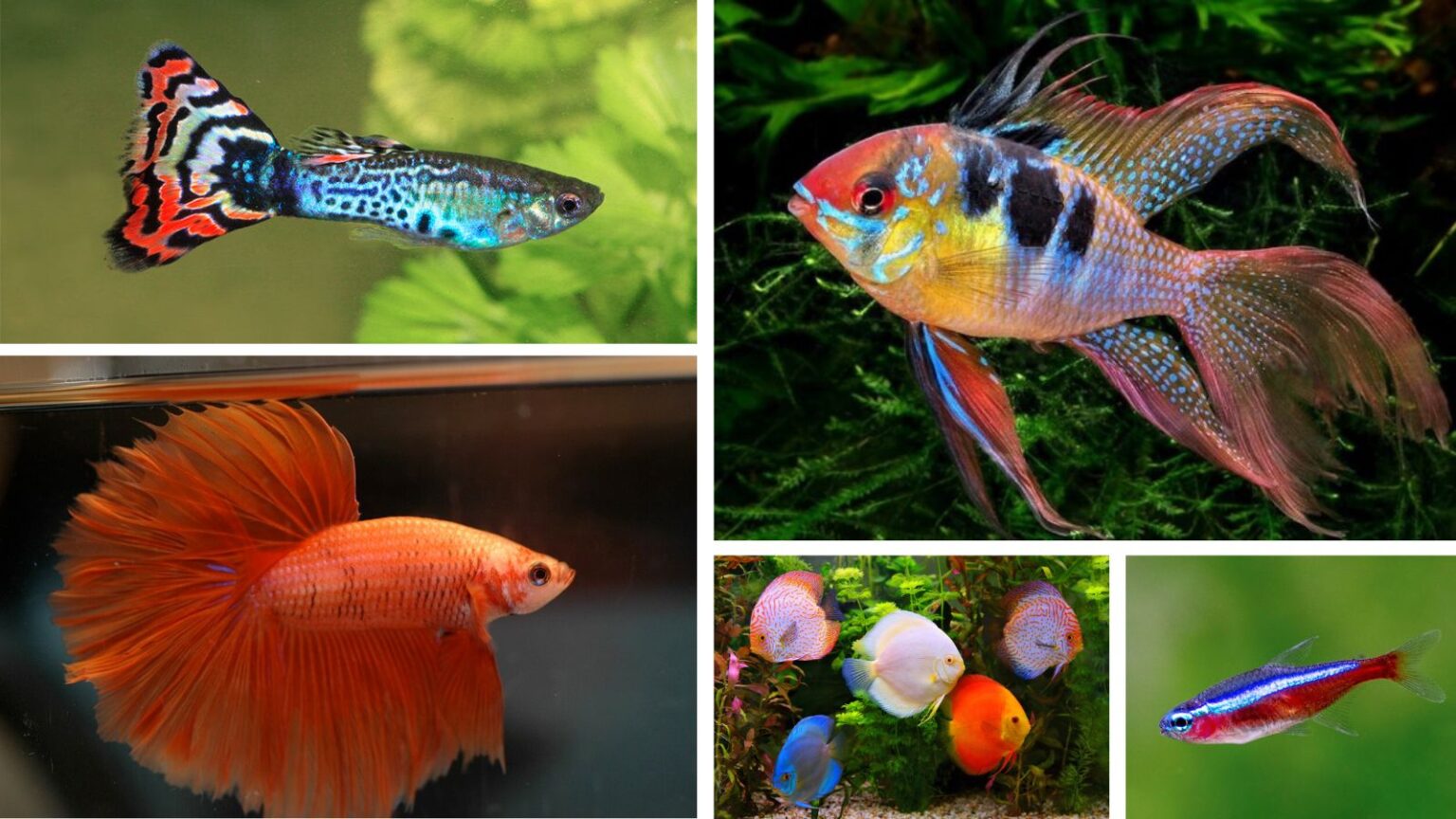 5 Vibrant Freshwater Fish That Bring Your Aquarium to Life - PUNE PULSE