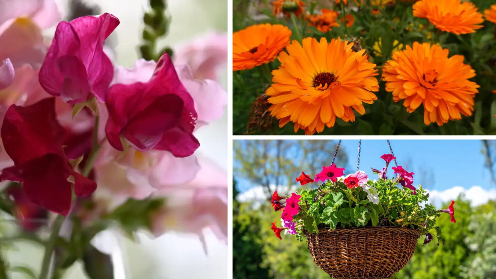 Seven Winter Plants Seen Thriving With Colour and Steady Blooms ...