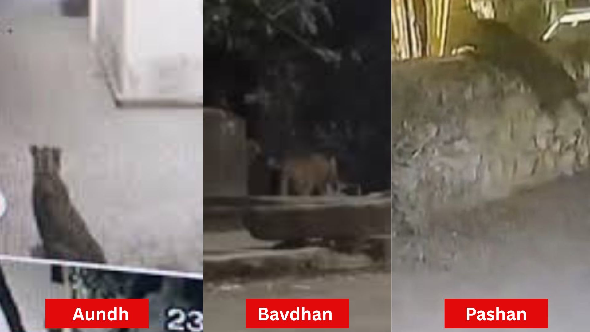 Human–Wildlife Conflict Continues: Leopard Seen on Early-Morning Walk ...