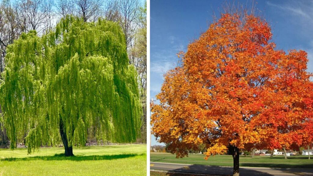 Avoid Planting These 7 Trees Near Your House to Prevent Costly Damage ...