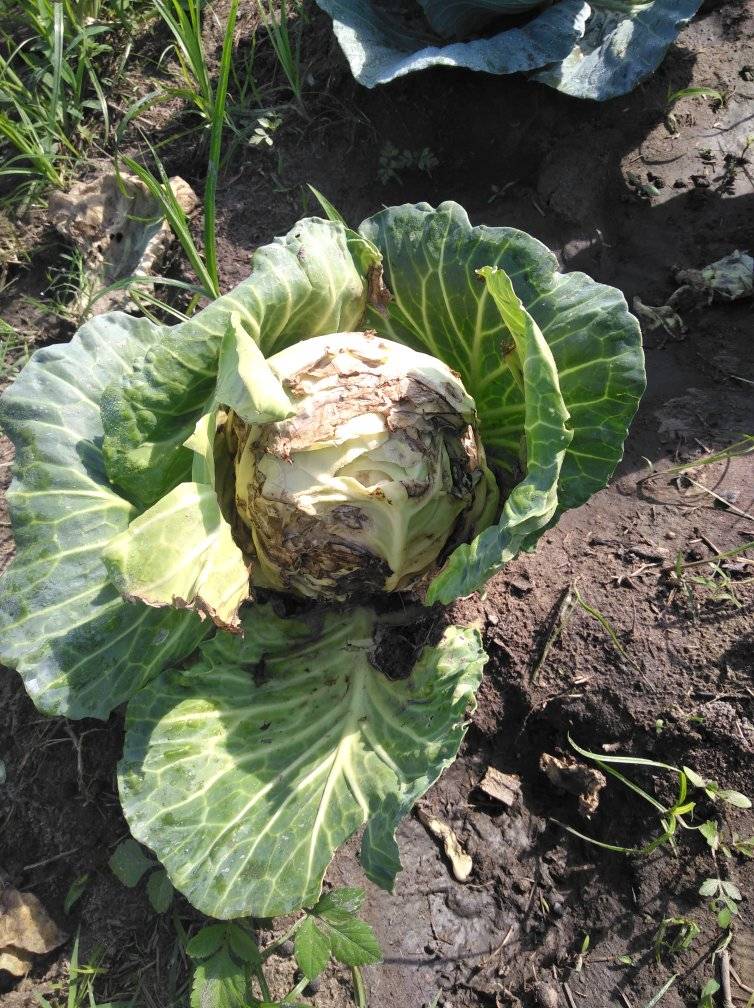 Serious Brain Infection Due to Tapeworms Found in Cabbage Kills 19-year ...