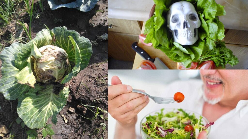 Serious Brain Infection Due to Tapeworms Found in Cabbage Kills 19-year ...