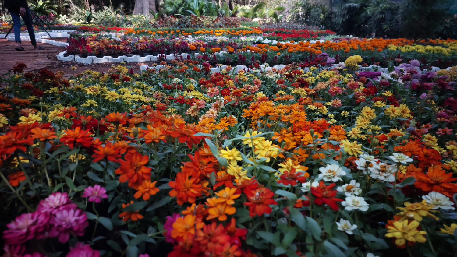 Pune: Empress Garden’s Buds ’n’ Blooms 2026 Flower Show To Begin From ...