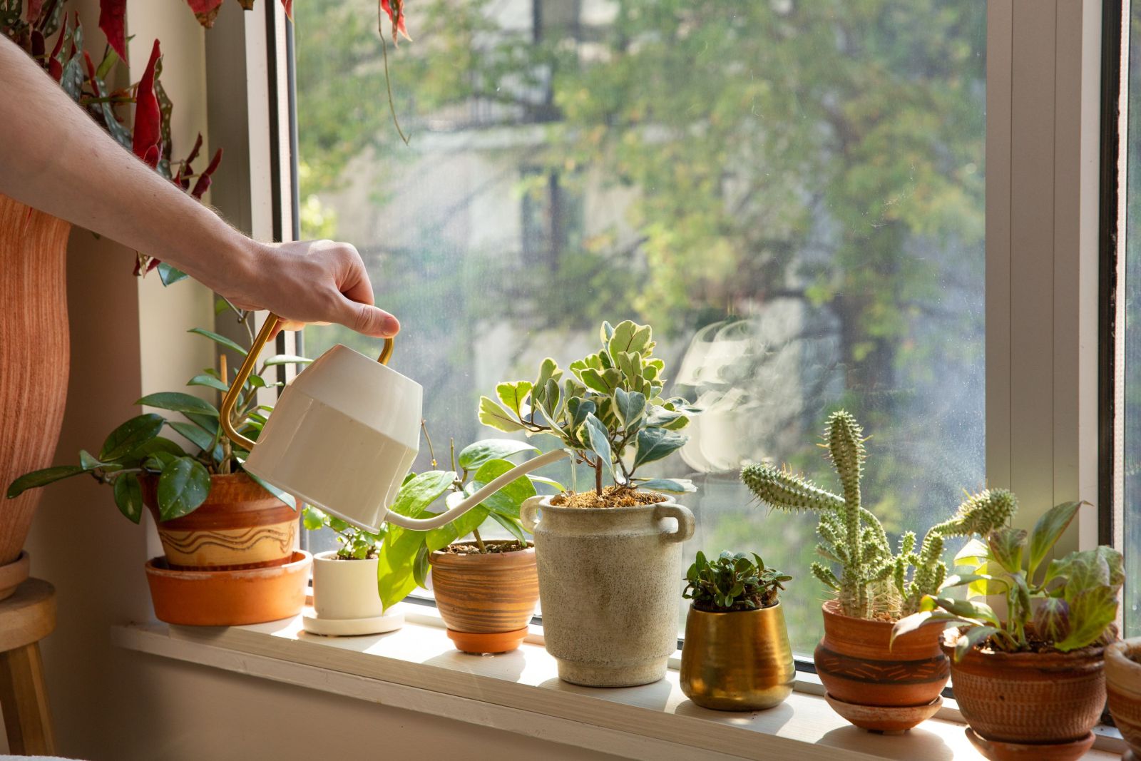 5 Indoor Plants That Naturally Clean Your Home’s Air - PUNE PULSE