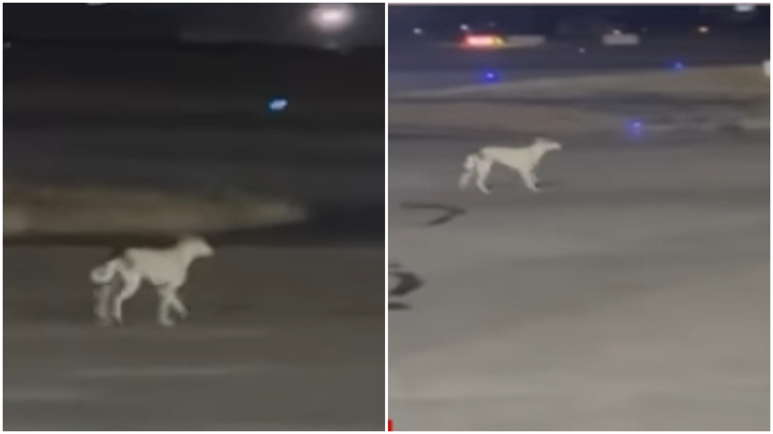 Stray Dog Wanders Onto Active Runway at Pune Airport, Passenger Video ...