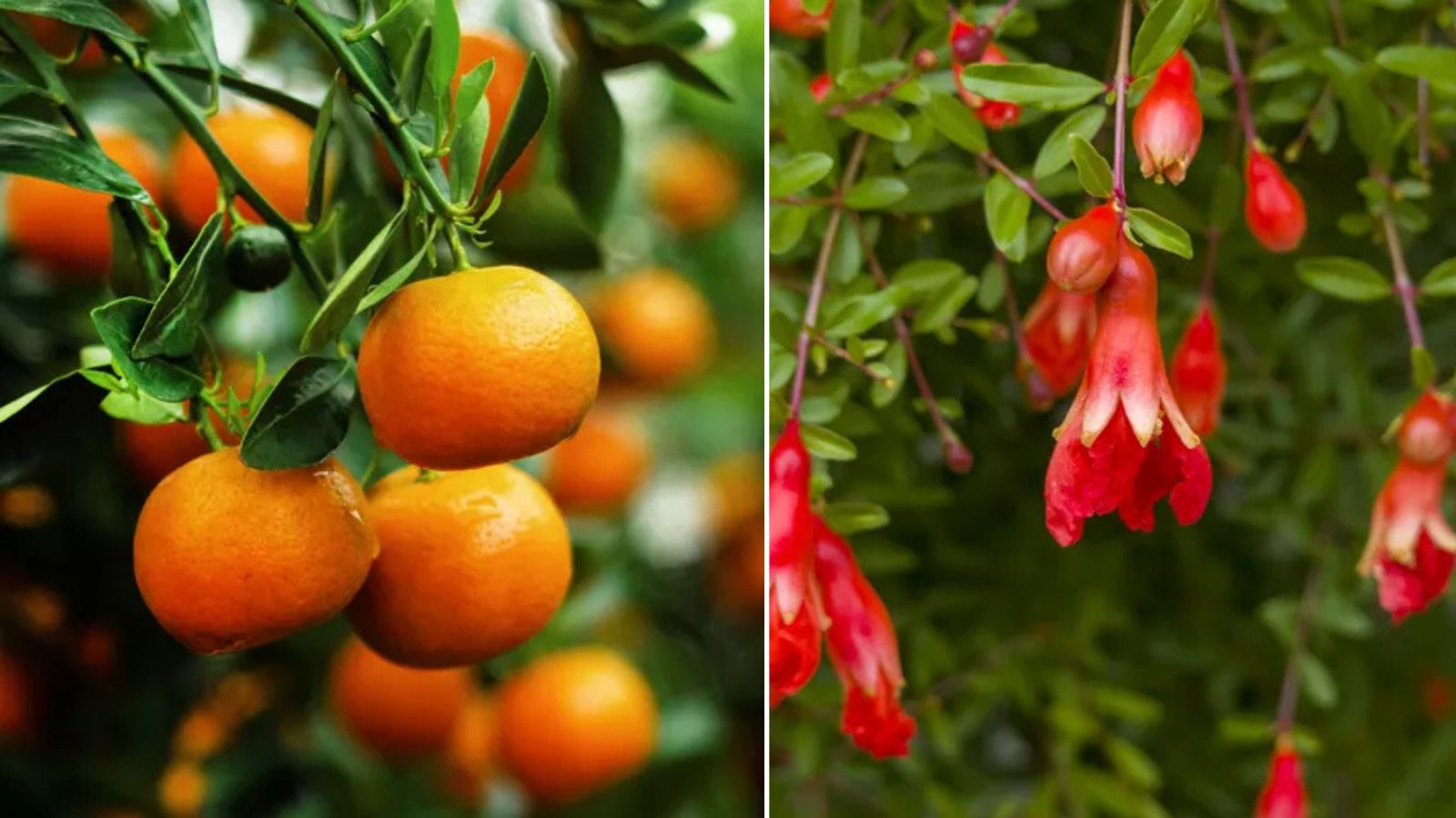 8 Delicious Fruits You Can Grow Indoors for a Fresh Harvest at Home ...