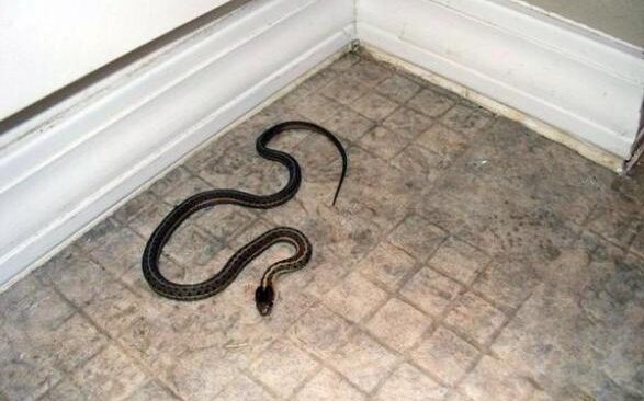 Why Snakes Appear Around Homes and Gardens — And Where They’re Most ...