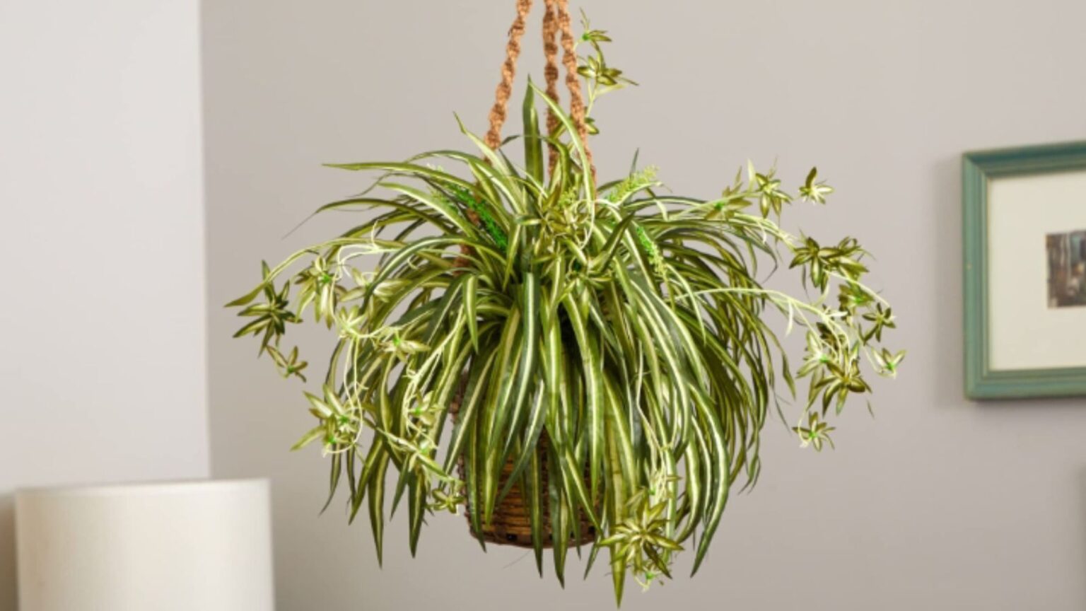 Say Goodbye to Damp Walls: 7 Indoor Plants That Help Control Mold ...