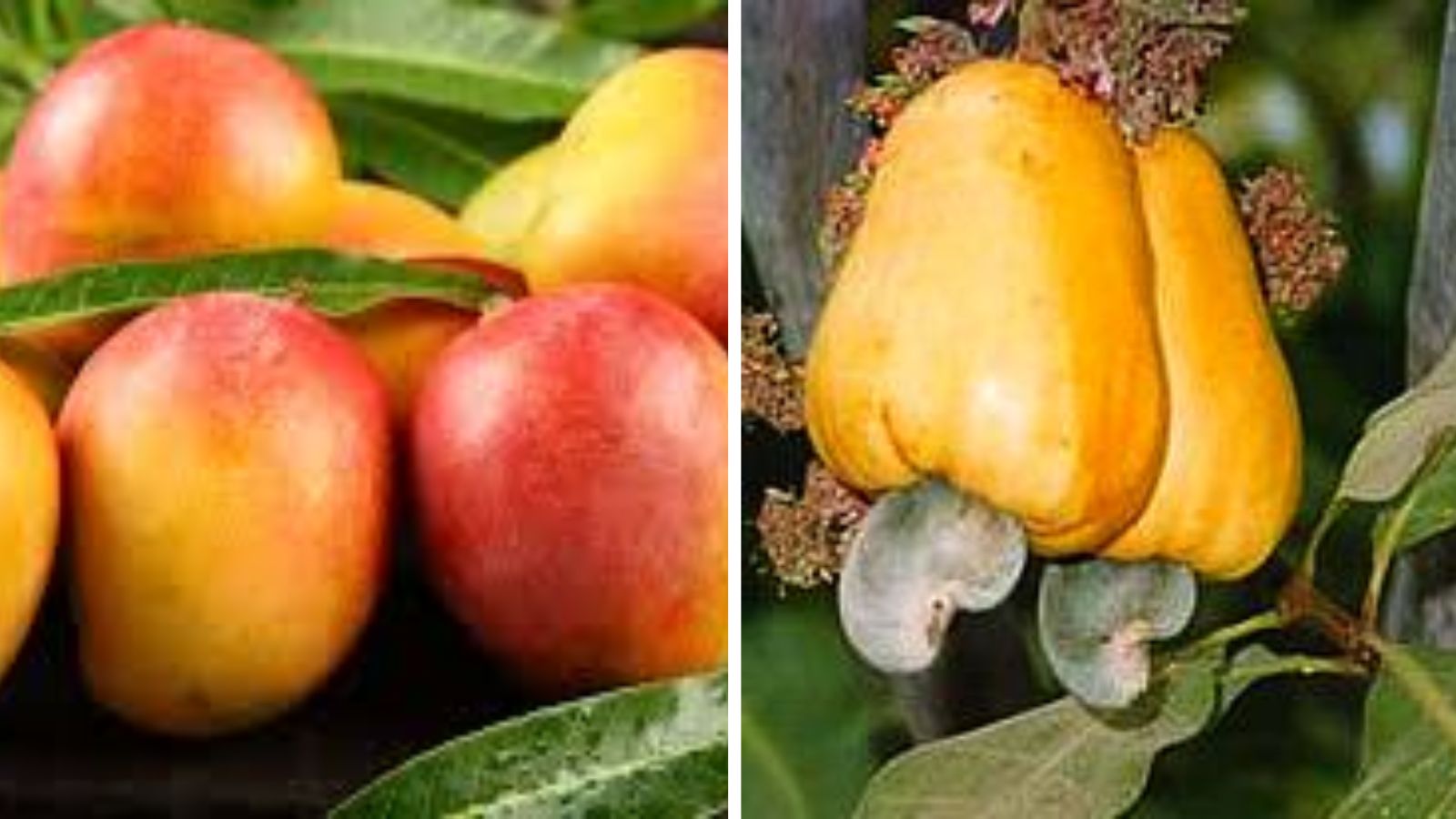 High Rainfall In Konkan Region Leads To Nutrient Deficiency In Mango ...