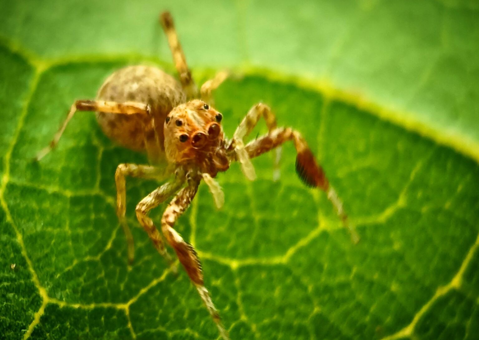 Meet ‘Mogrus Pune’: New Spider Species Discovered In Pimpri-Chinchwad ...