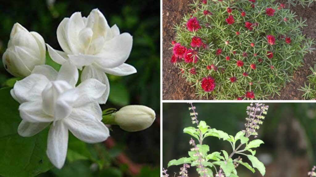 Sun-Loving Plants: Keep Your Balcony Green Even Under Harsh Sun - PUNE ...