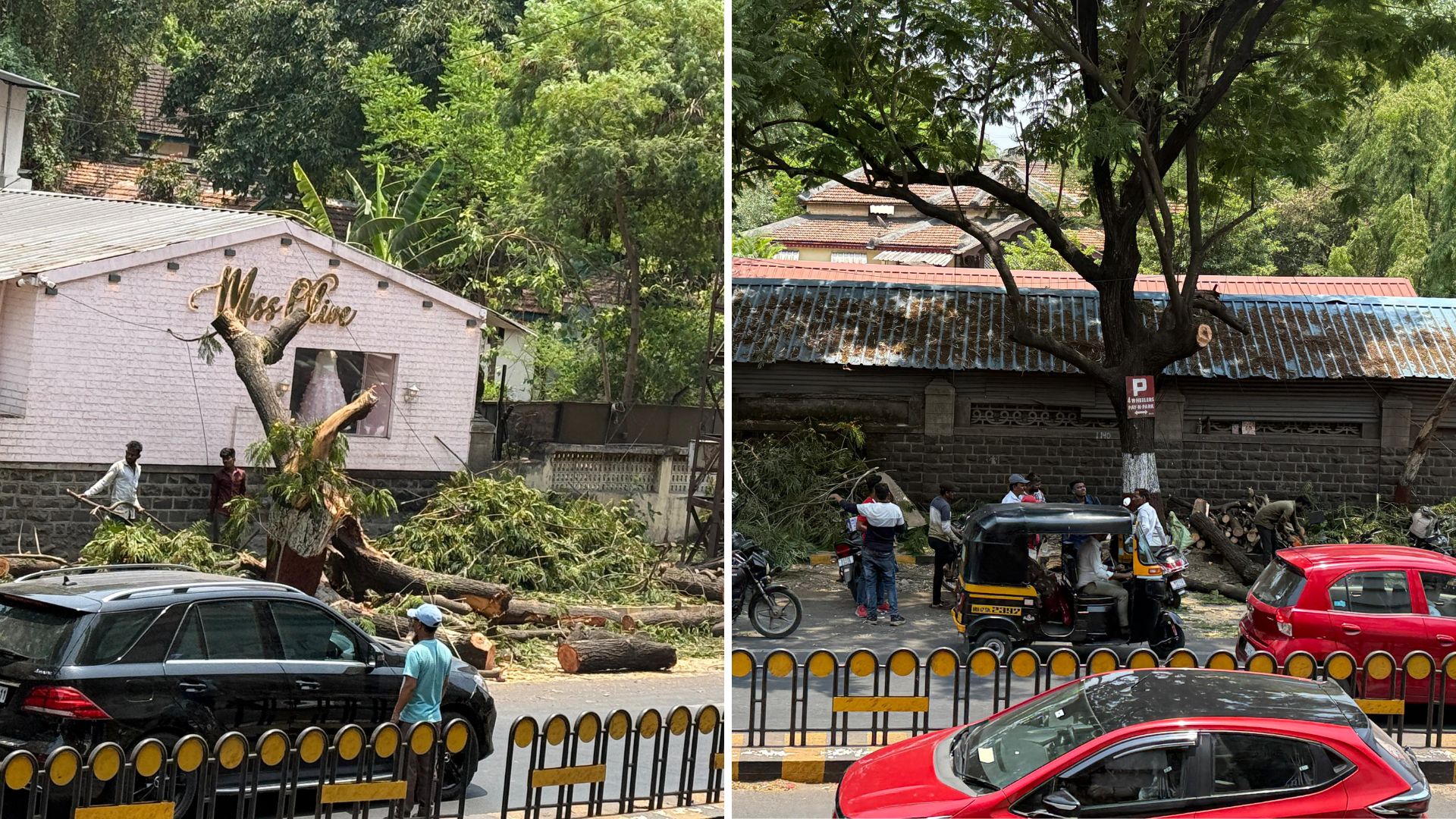 Pune: Row Erupts In Camp After Decades-Old Tree Cut On East Street ...
