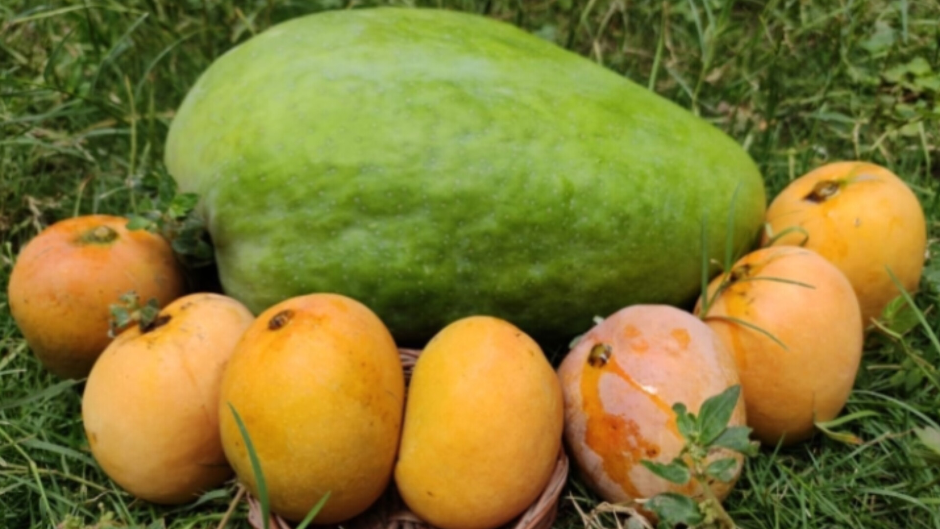 Noorjahan Mango: Why This ‘Queen of Mangoes’ Costs Up to Rs 1000 Each ...