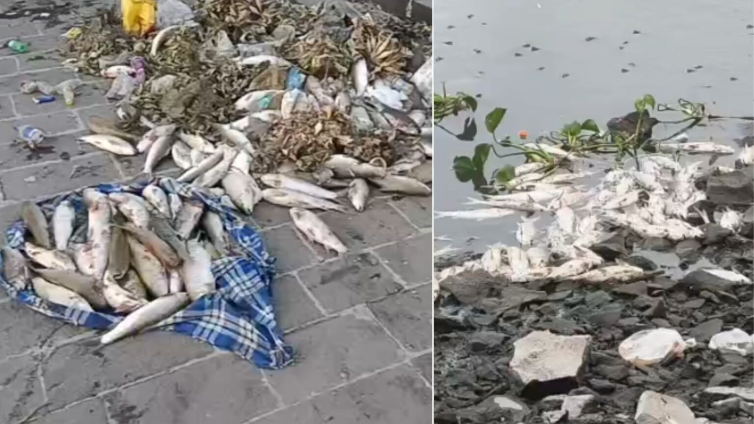 Pune: Thousands of Fish Found Dead In Indrayani River Ahead Of Ashadhi ...